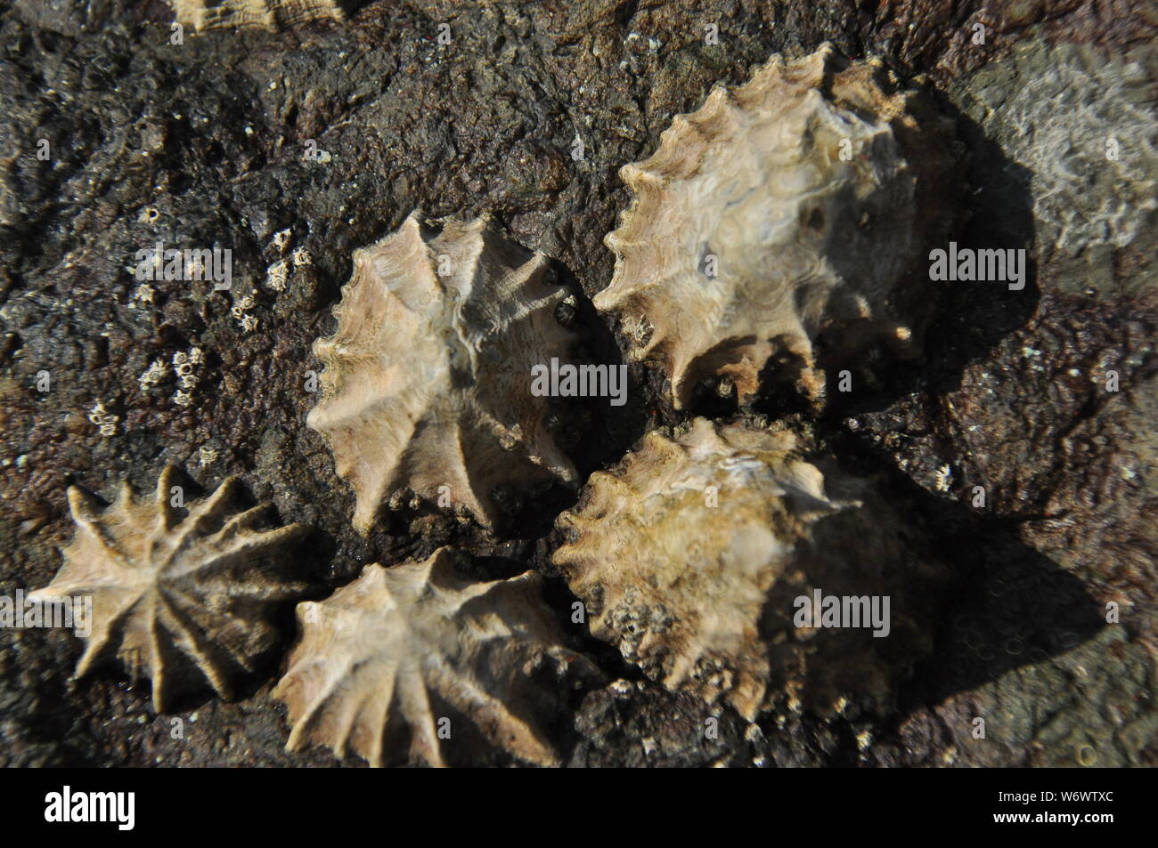 Cliffs adhering to rocks on the ocean coast during low tide in Costa ...