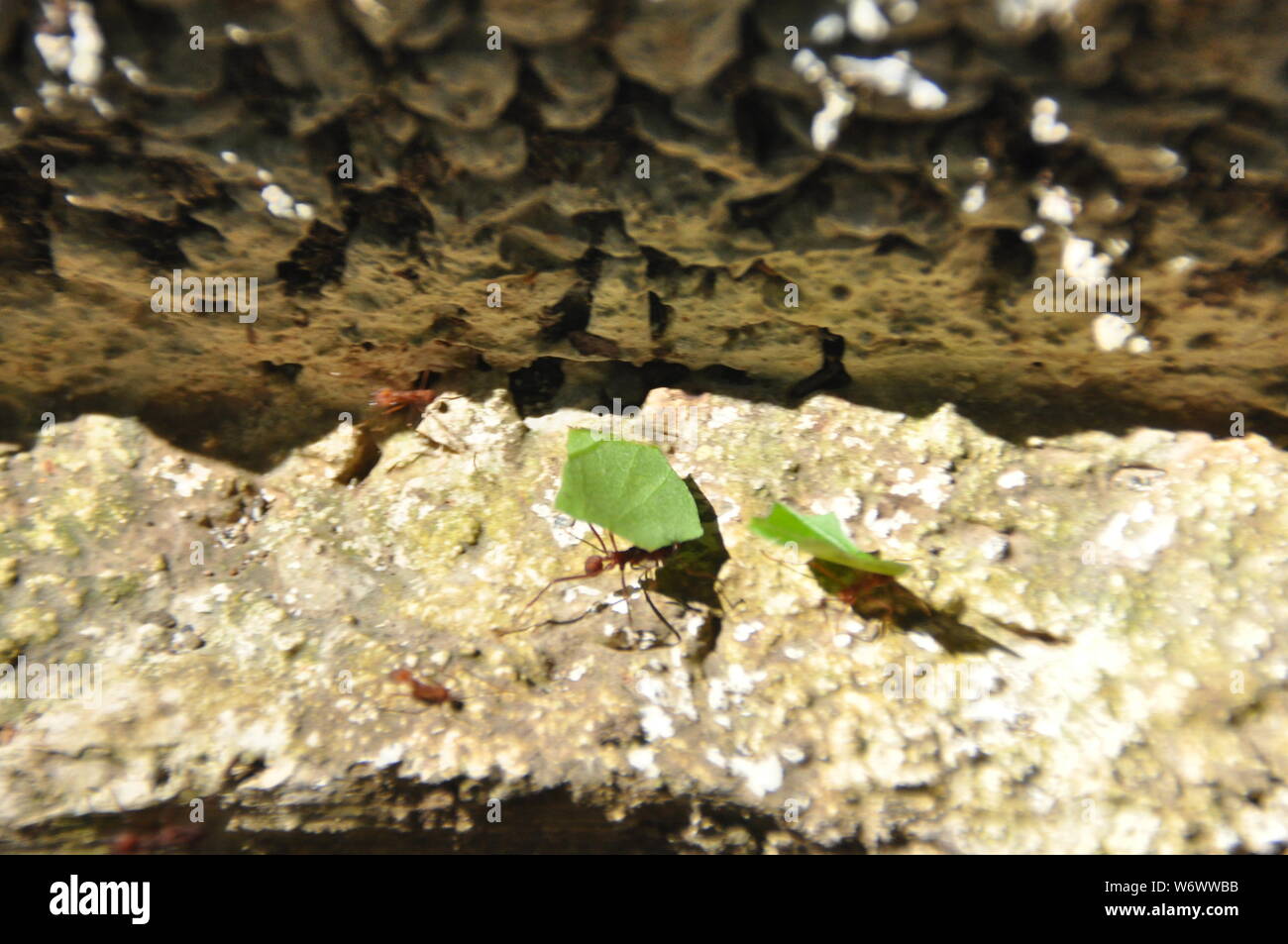 Leaf Cutting ants collect stock, leaf fragments for mushroom growing in ...
