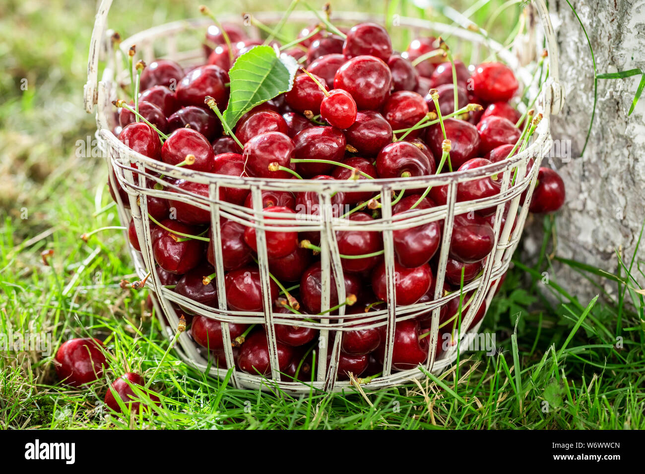 Healthy and fresh sweet cherries in a sunny garden Stock Photo - Alamy