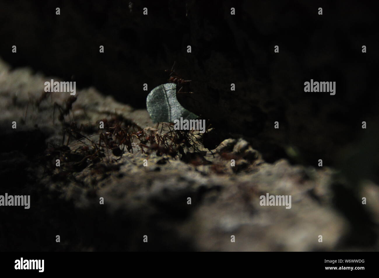 Leaf Cutting Ants Collect Stock Leaf Fragments For Mushroom Growing In