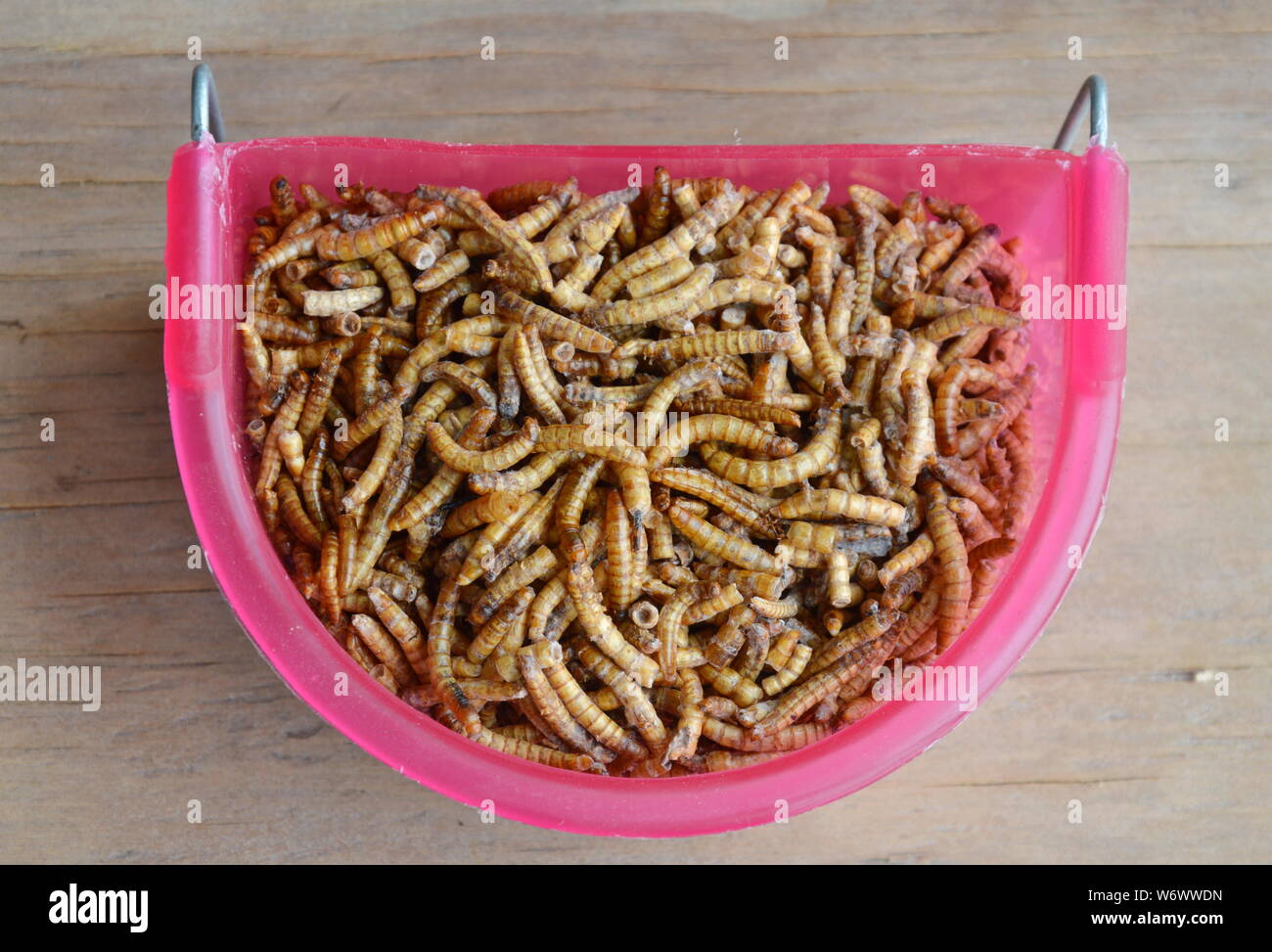 dried worm for feeding rodent and bird with lizard on pet bowl Stock ...