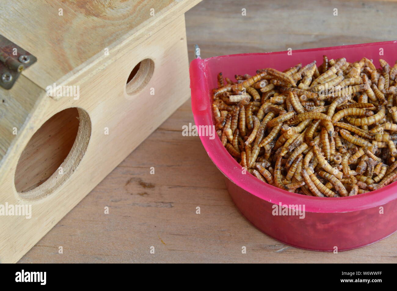 Asian House Rat High Resolution Stock Photography and Images - Alamy