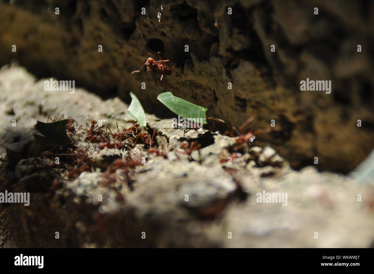 Leaf Cutting ants collect stock, leaf fragments for mushroom growing in ...