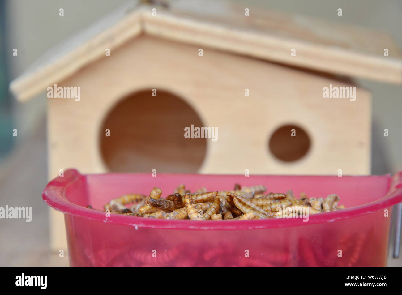 dried worm for feeding pet and little wooden house Stock Photo - Alamy
