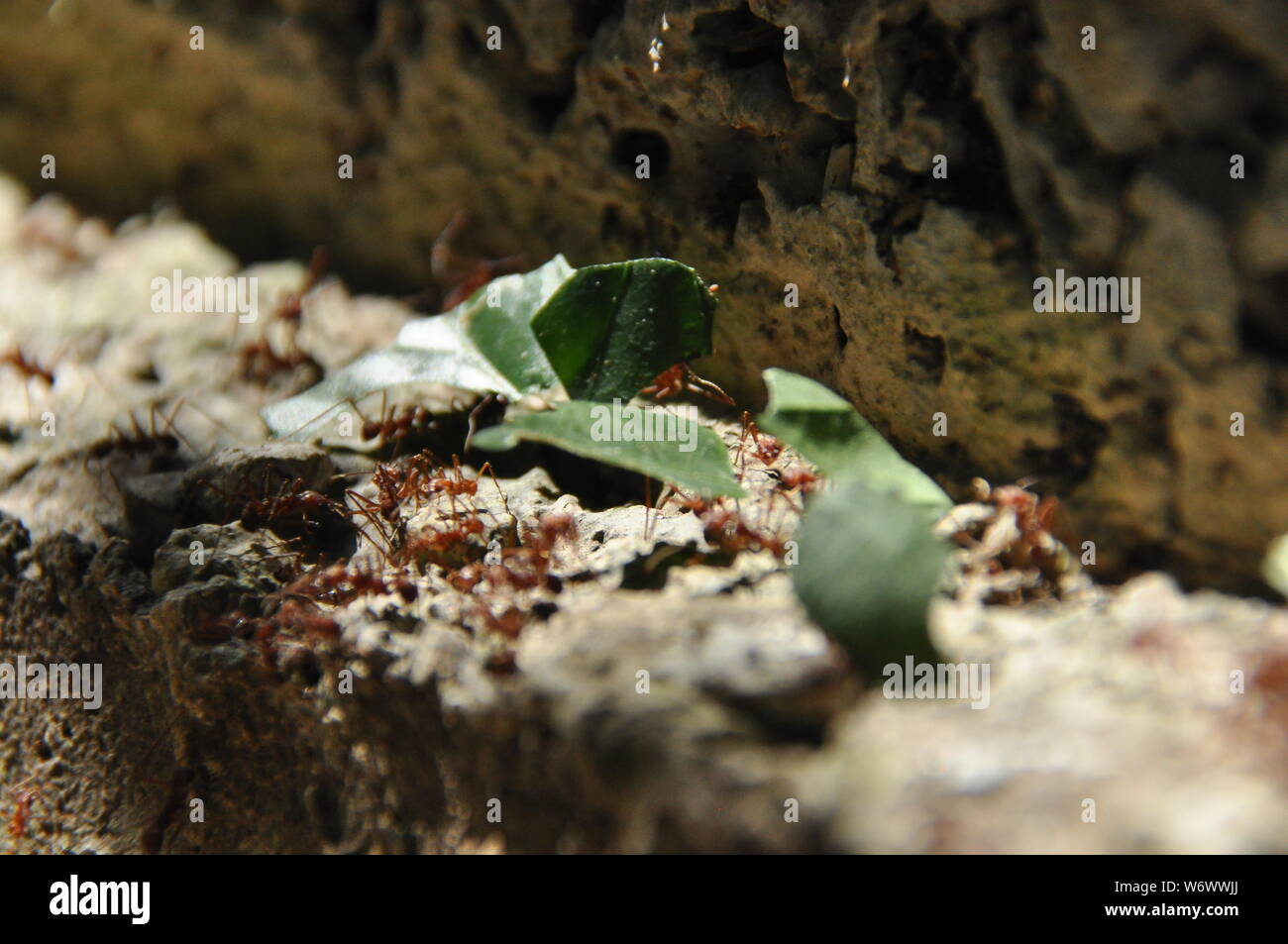 Leaf Cutting ants collect stock, leaf fragments for mushroom growing in ...