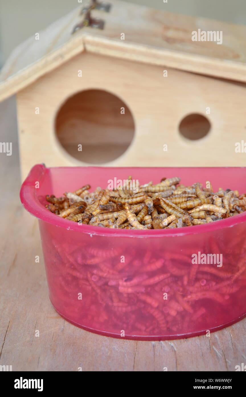 dried worm for feeding pet and little wooden house Stock Photo - Alamy