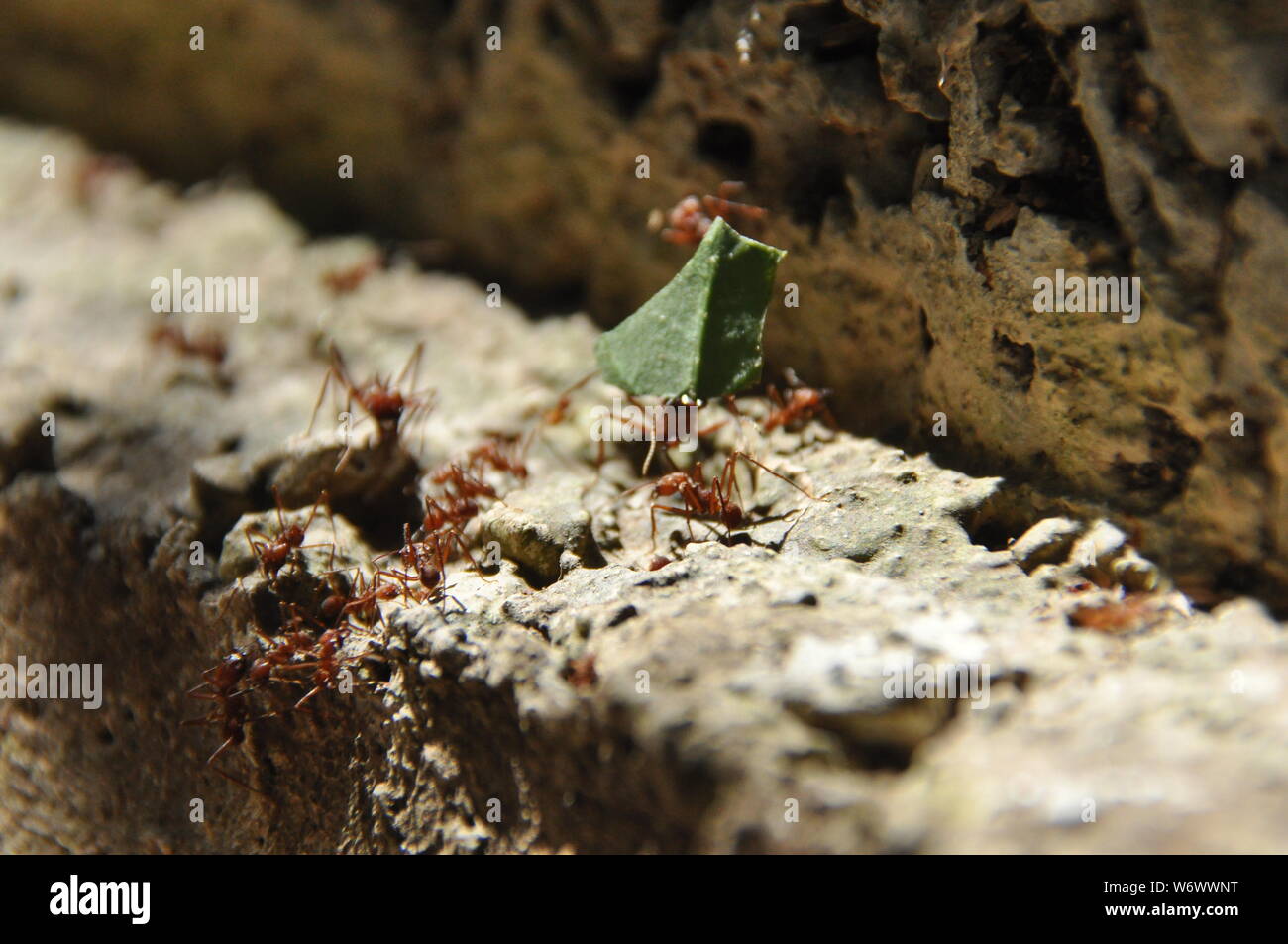 Leaf Cutting ants collect stock, leaf fragments for mushroom growing in ...