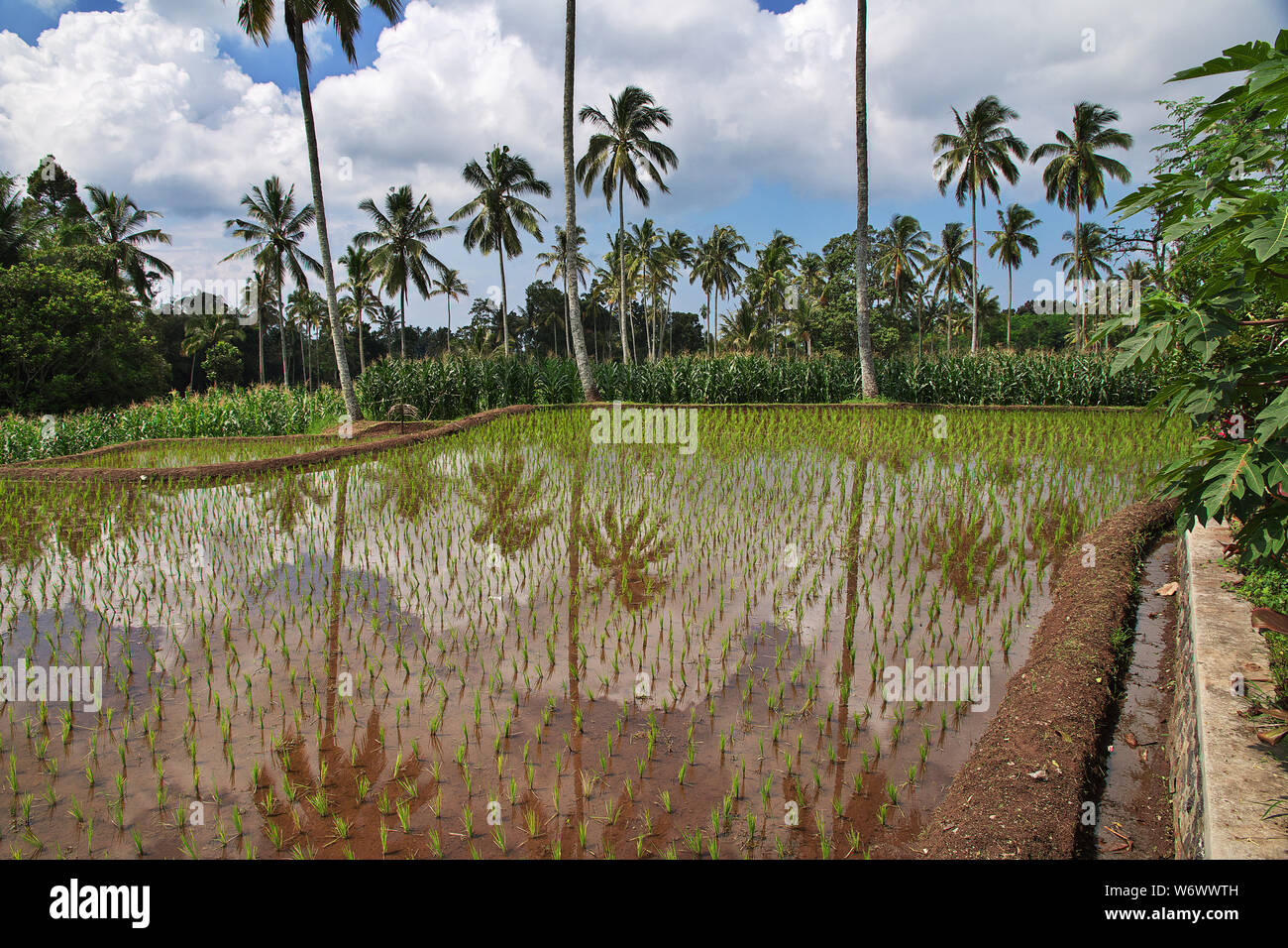 Rice fields in village of Indonesia Stock Photo - Alamy