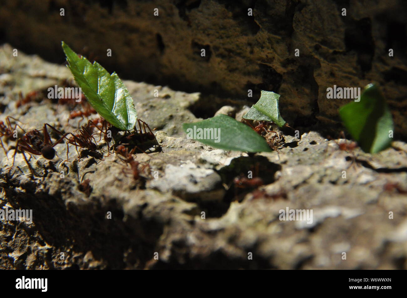 Leaf Cutting ants collect stock, leaf fragments for mushroom growing in ...