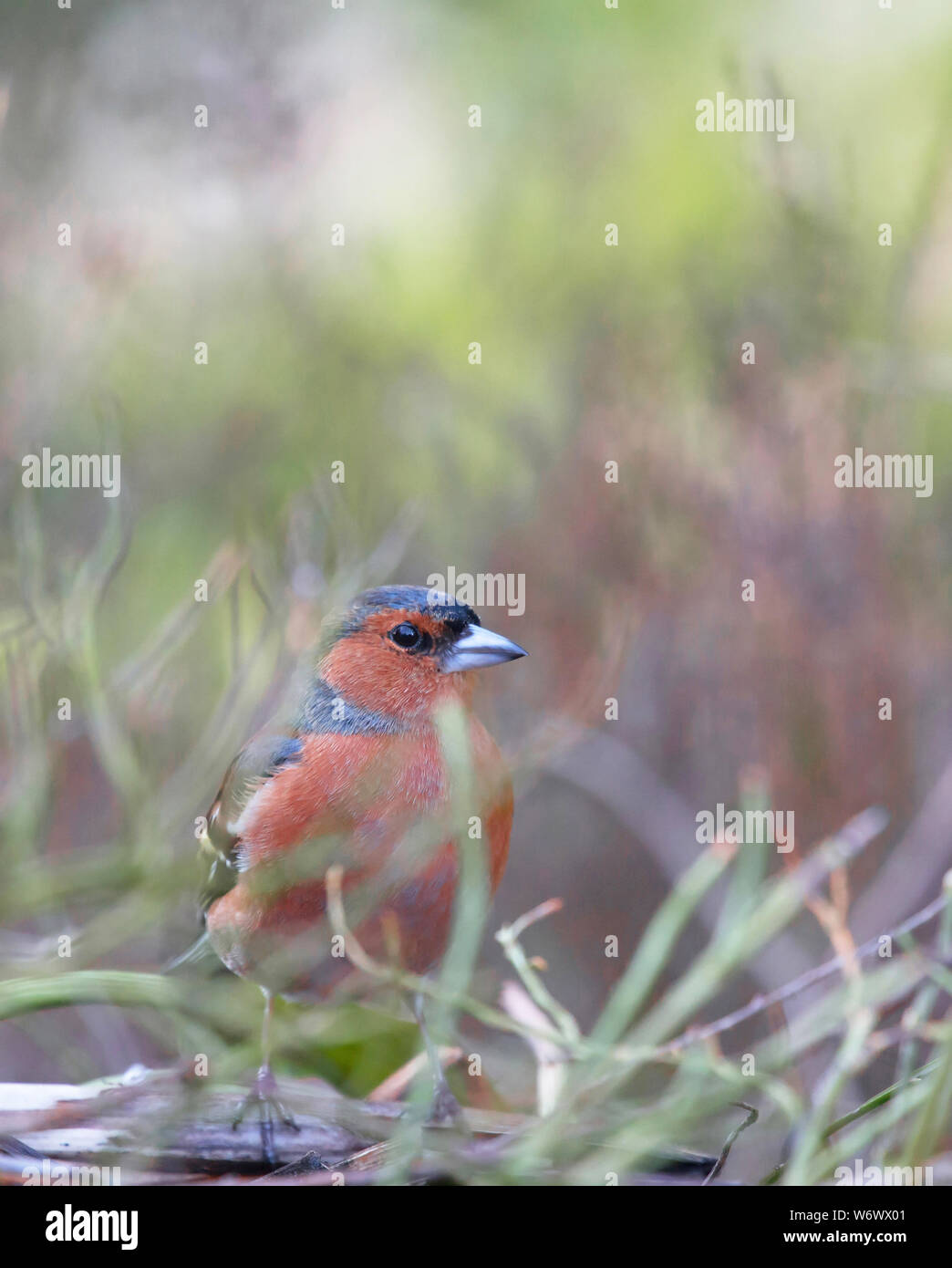 Cute chaffinch hi-res stock photography and images - Alamy