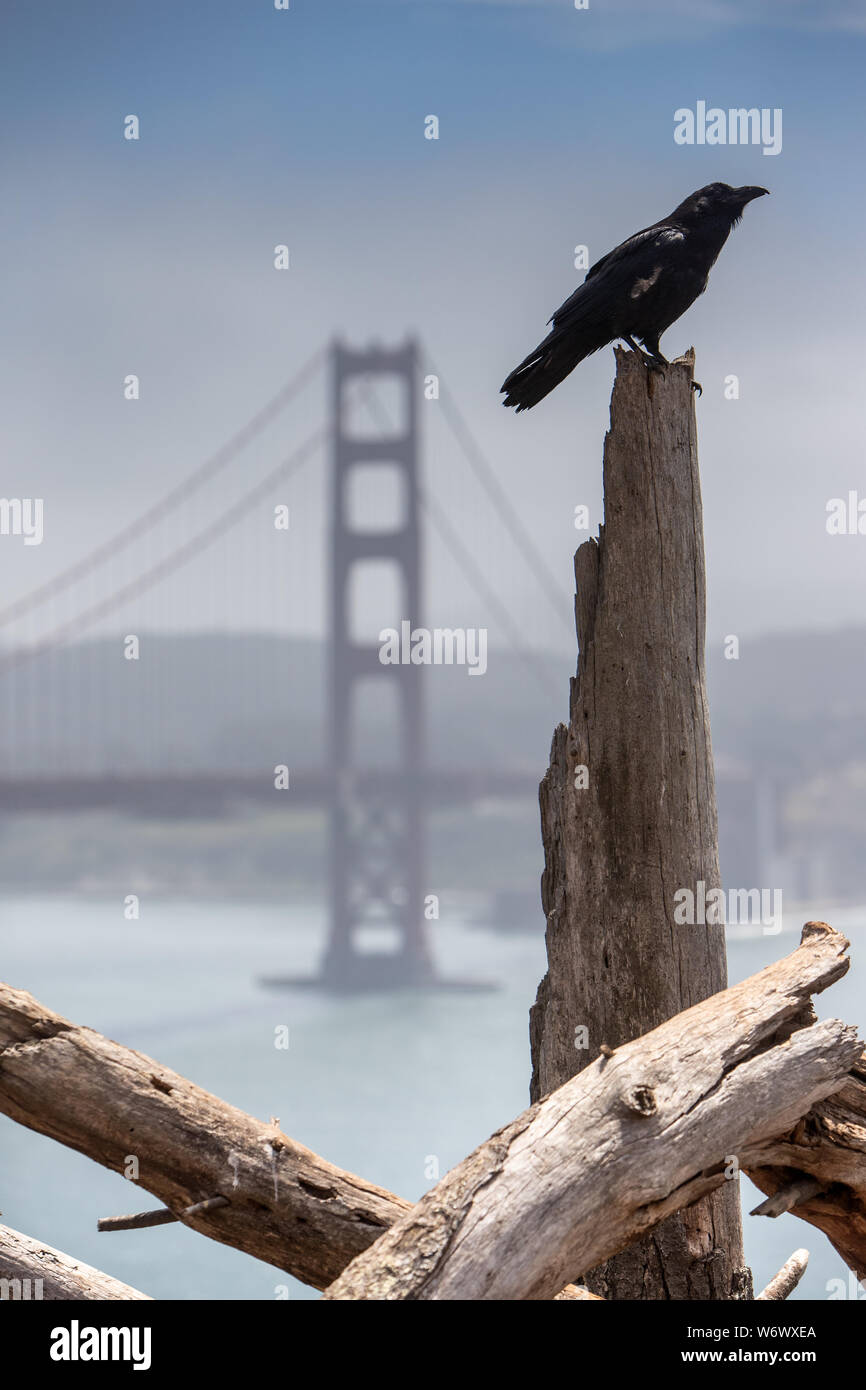 Crows perch on a tree on Marin Headlands with the Golden Gate Bridge in ...