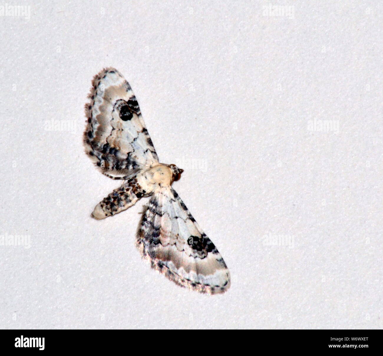 A wild moth resting on a white background Stock Photo - Alamy