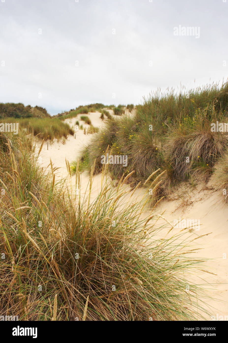 Sandy path in the dunes nature reserve in Flanders, Belgium Stock Photo ...