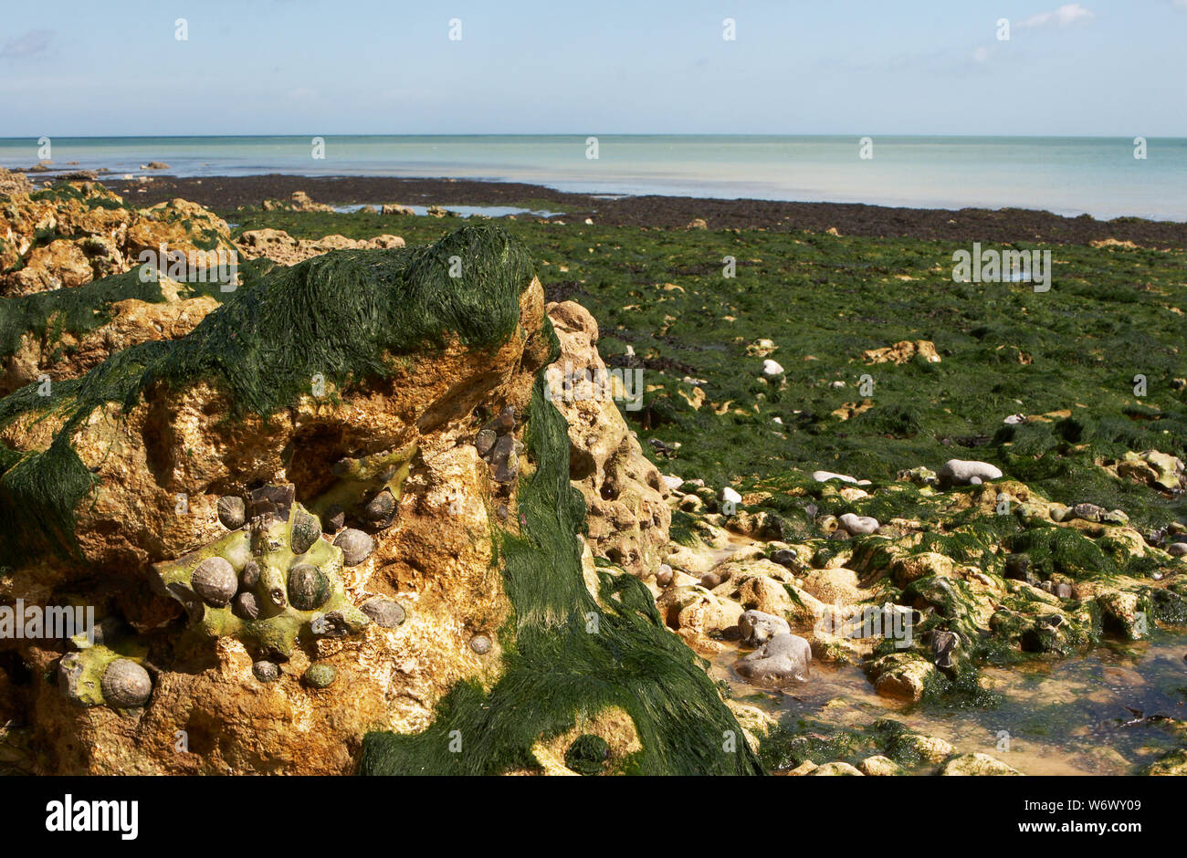 Seaweed, shells and boulders on the rocky beaches of Normandy, France ...