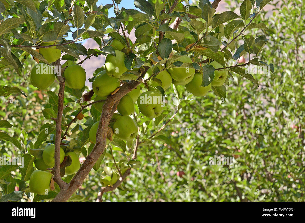 Golden Apple, Sangla, Kinnaur, Himachal Pradesh, India Stock Photo - Alamy