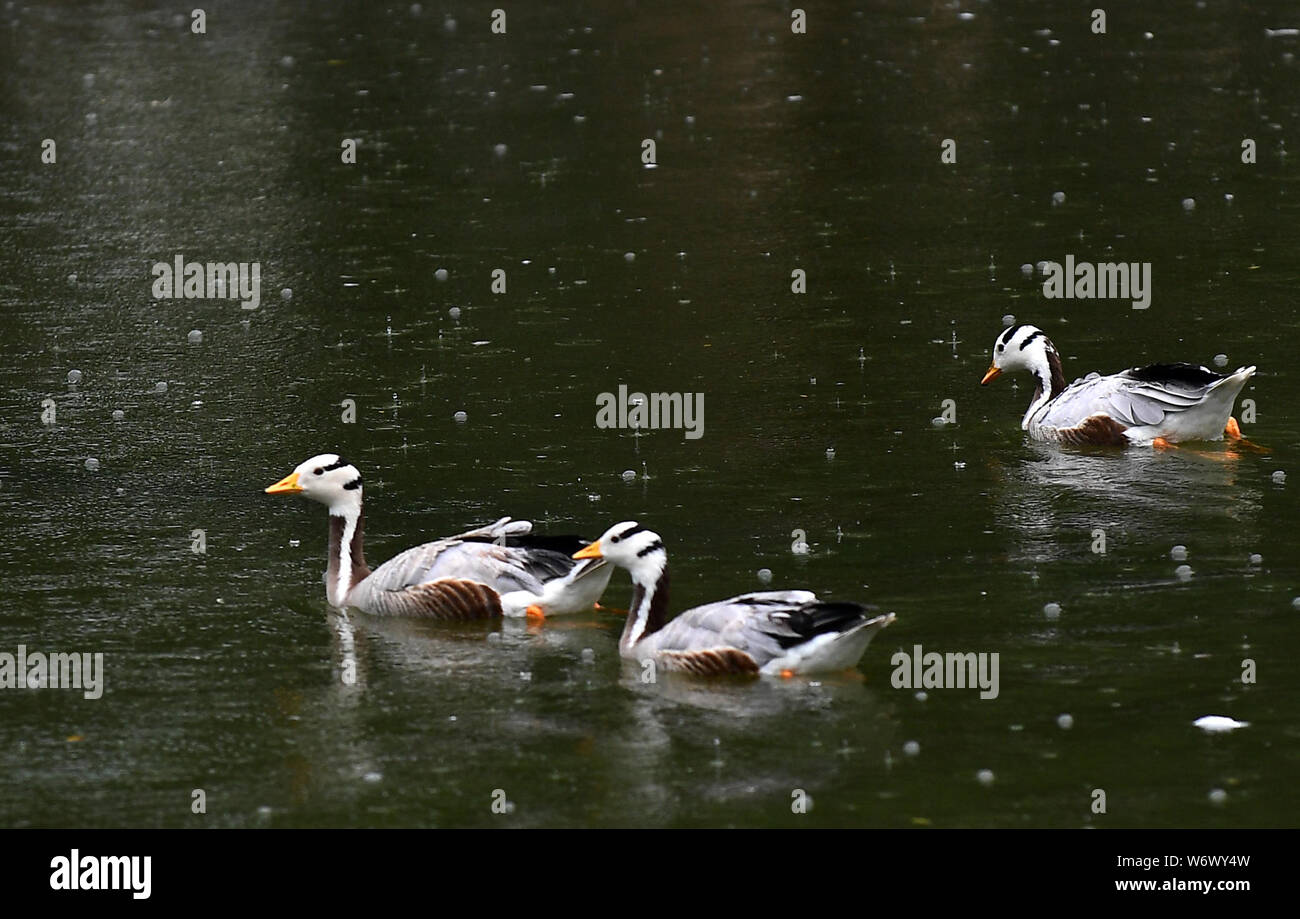 Changchun, China's Jilin Province. 3rd Aug, 2019. Bar-headed geese ...