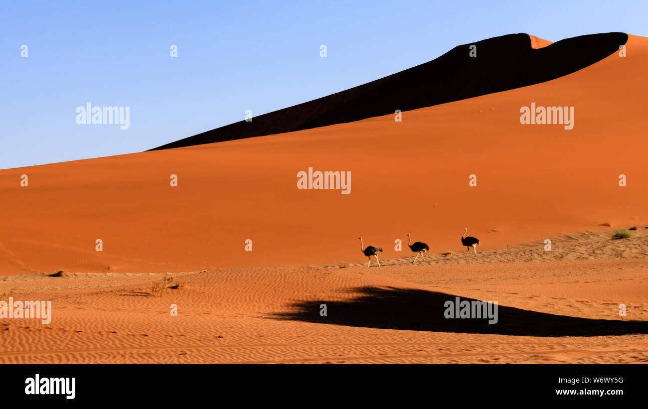 Red sand dunes in Sesriem, Namibia Stock Photo - Alamy