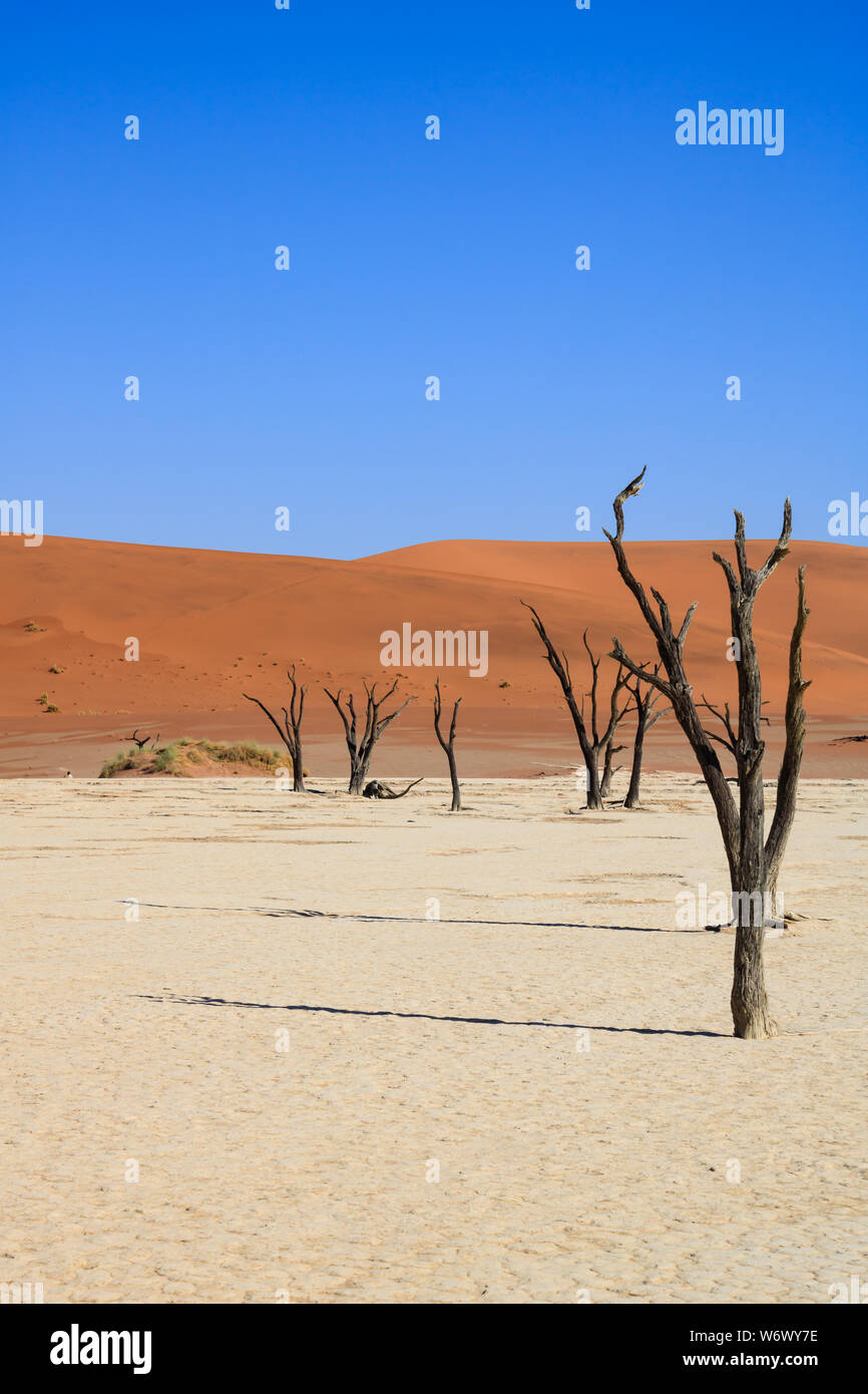 Amazing view of Deadvlei with its features dead trees, white land and ...