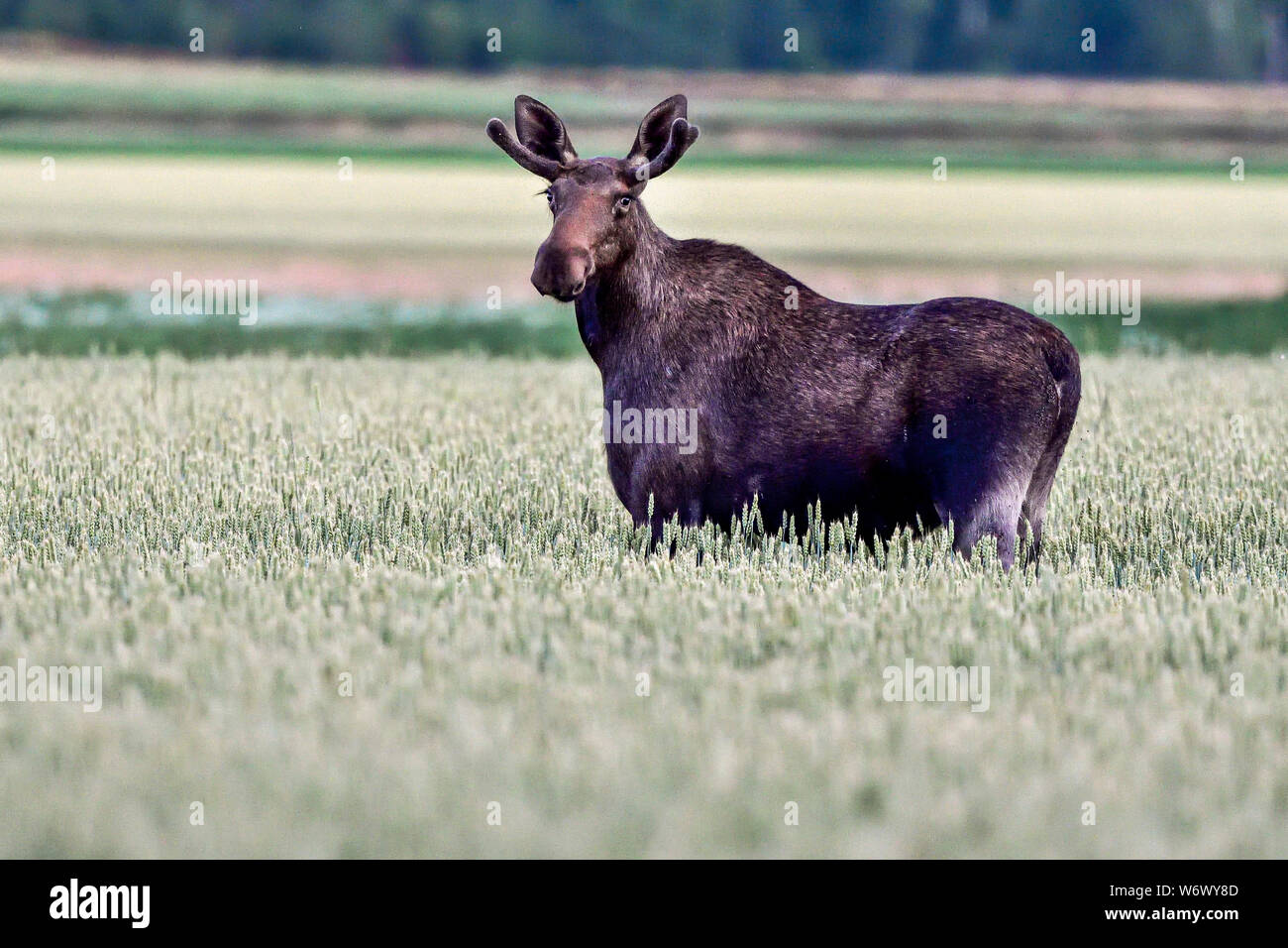 Staring Moose High Resolution Stock Photography and Images - Alamy