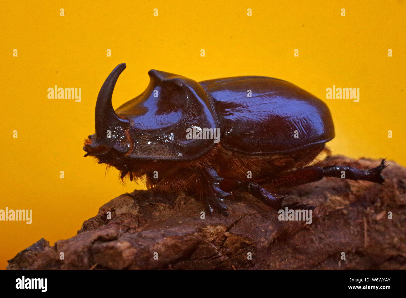 Scarab rhinoceros (Oryctes nasicornis) close-up in Sardinia countryside ...