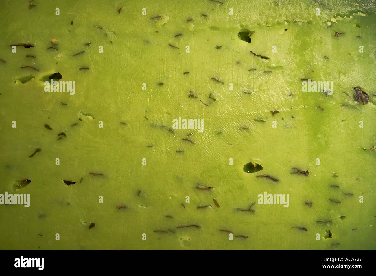 Dutch green cheese on a white background. Pesto Rosso Stock Photo - Alamy