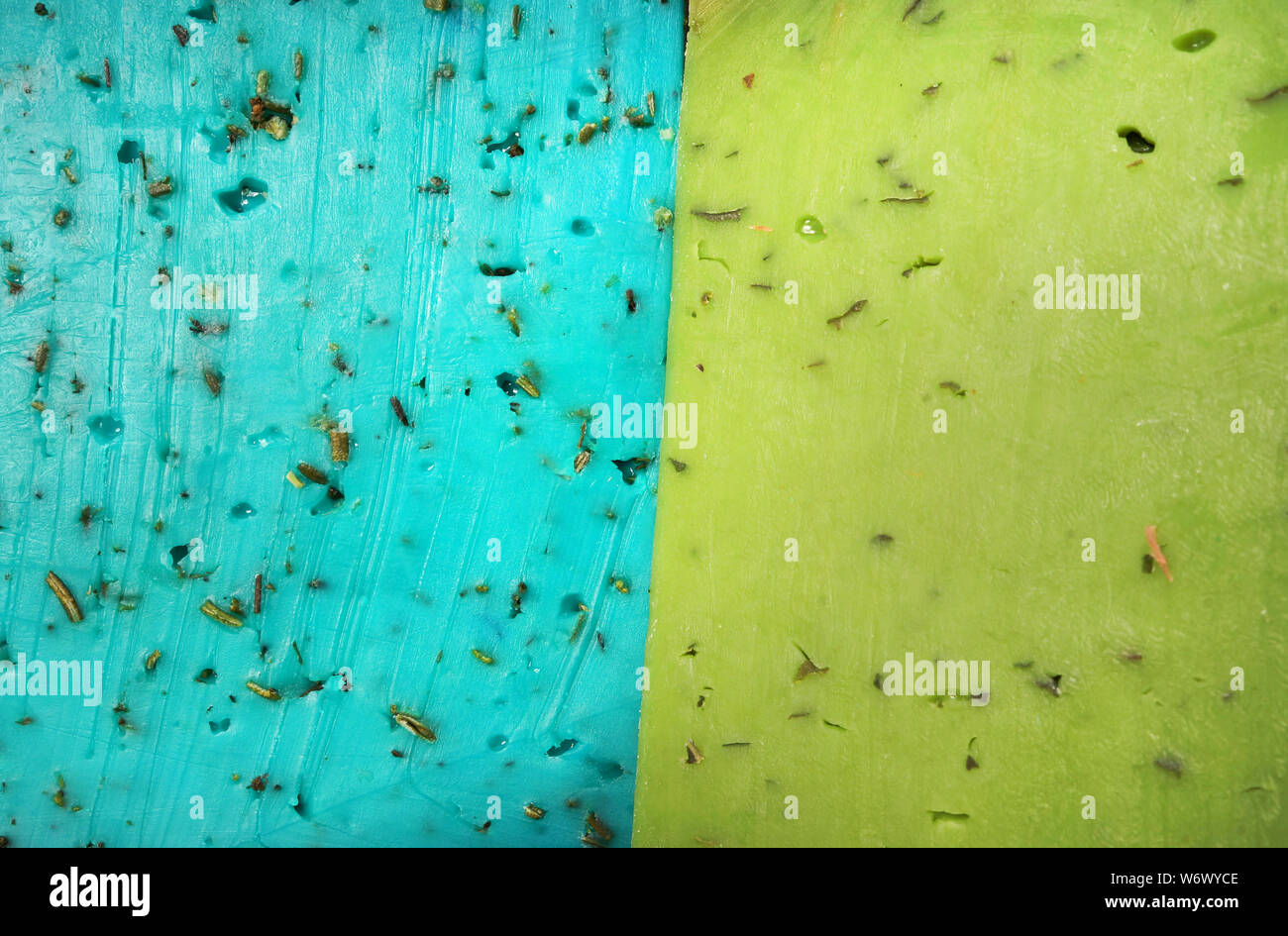 Dutch green and blue cheese on a white background. Lavender Pesto and ...