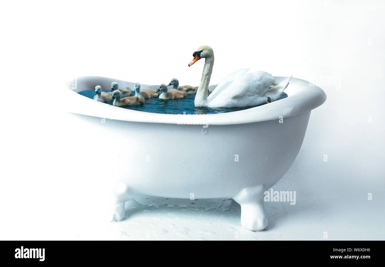 Swan and ducklings swimming in a bath tub Stock Photo - Alamy