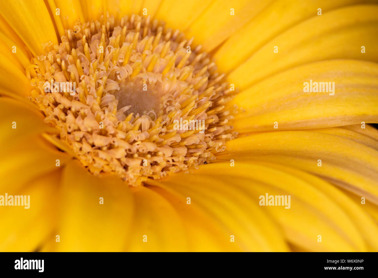 Gerbera is native to tropical regions of south america hi-res stock ...