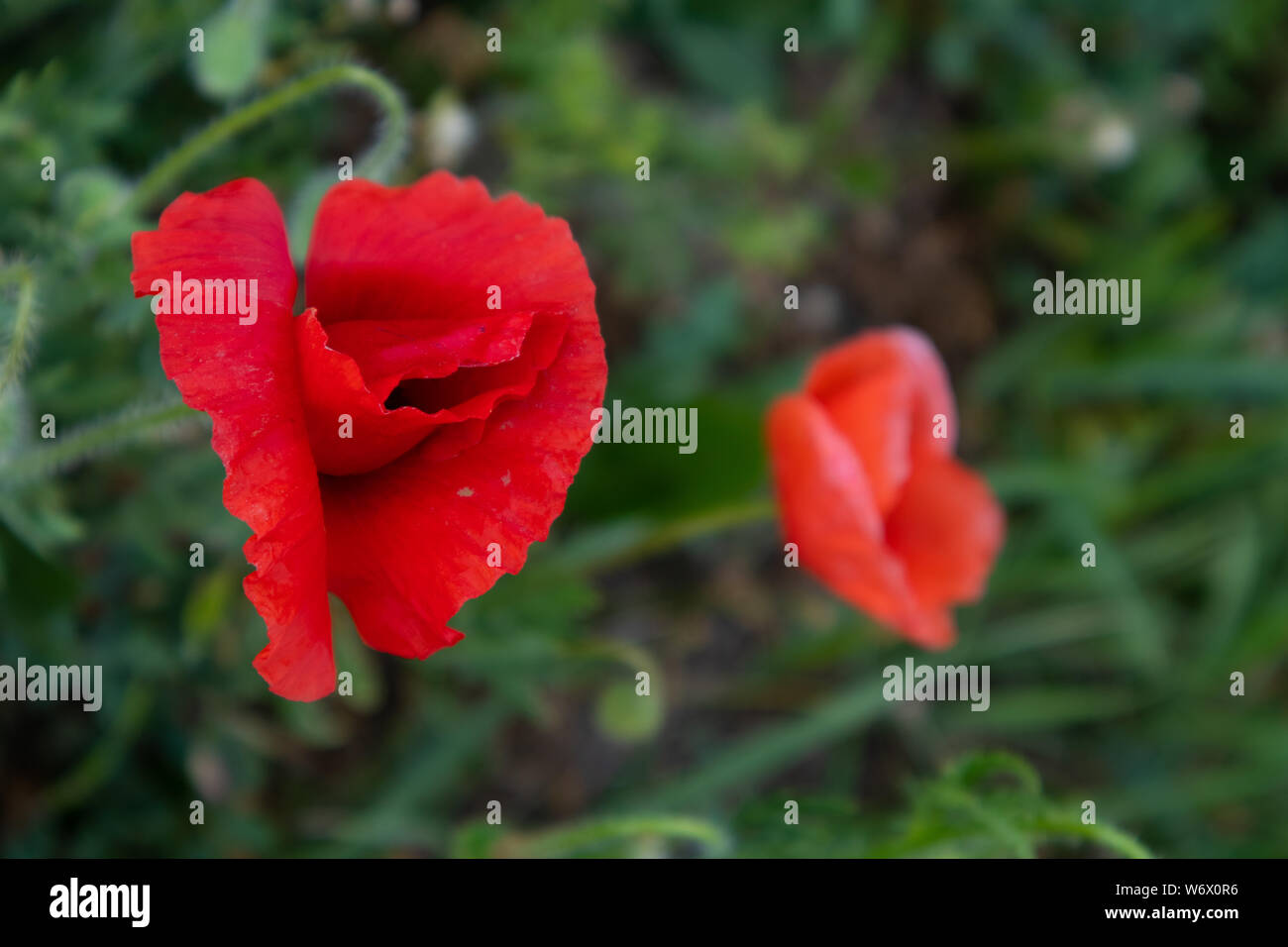 Silueta italia hi-res stock photography and images - Alamy