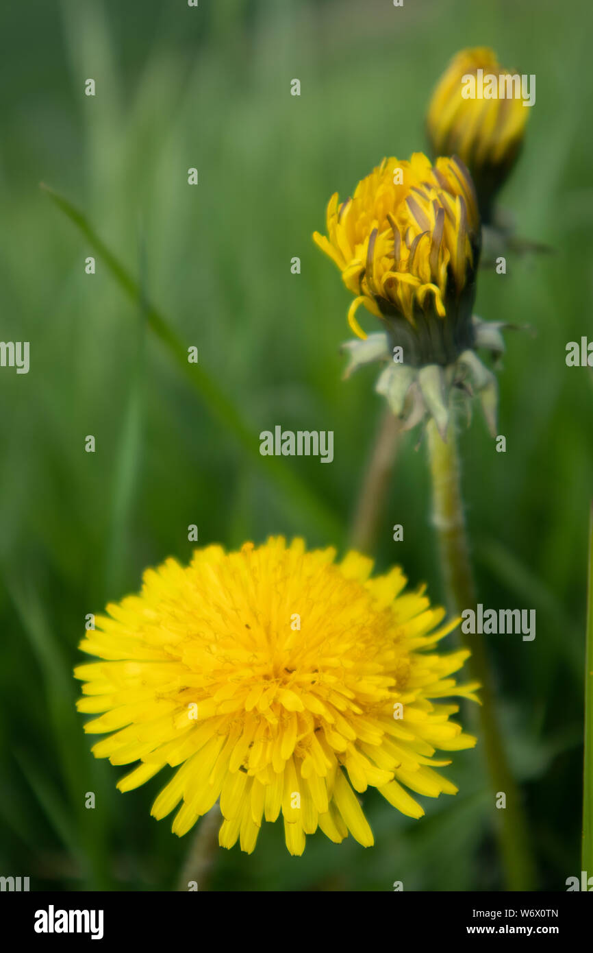 Silueta de leon hi-res stock photography and images - Alamy