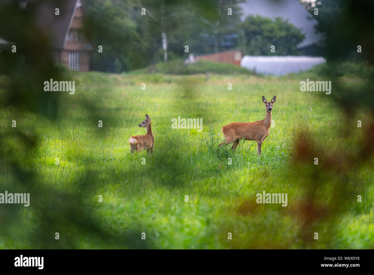 Deer in natur hi-res stock photography and images - Alamy