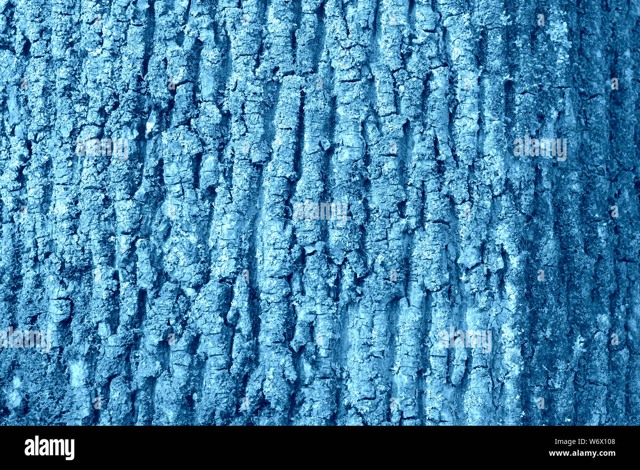 The bark of an old tree covered with a moss close up. Natural abstract ...