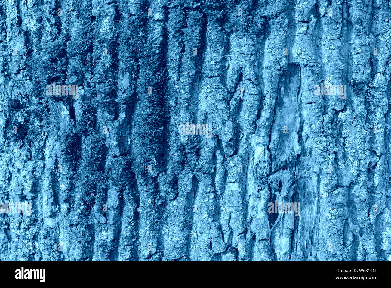 The bark of an old tree covered with a moss close up. Natural abstract ...