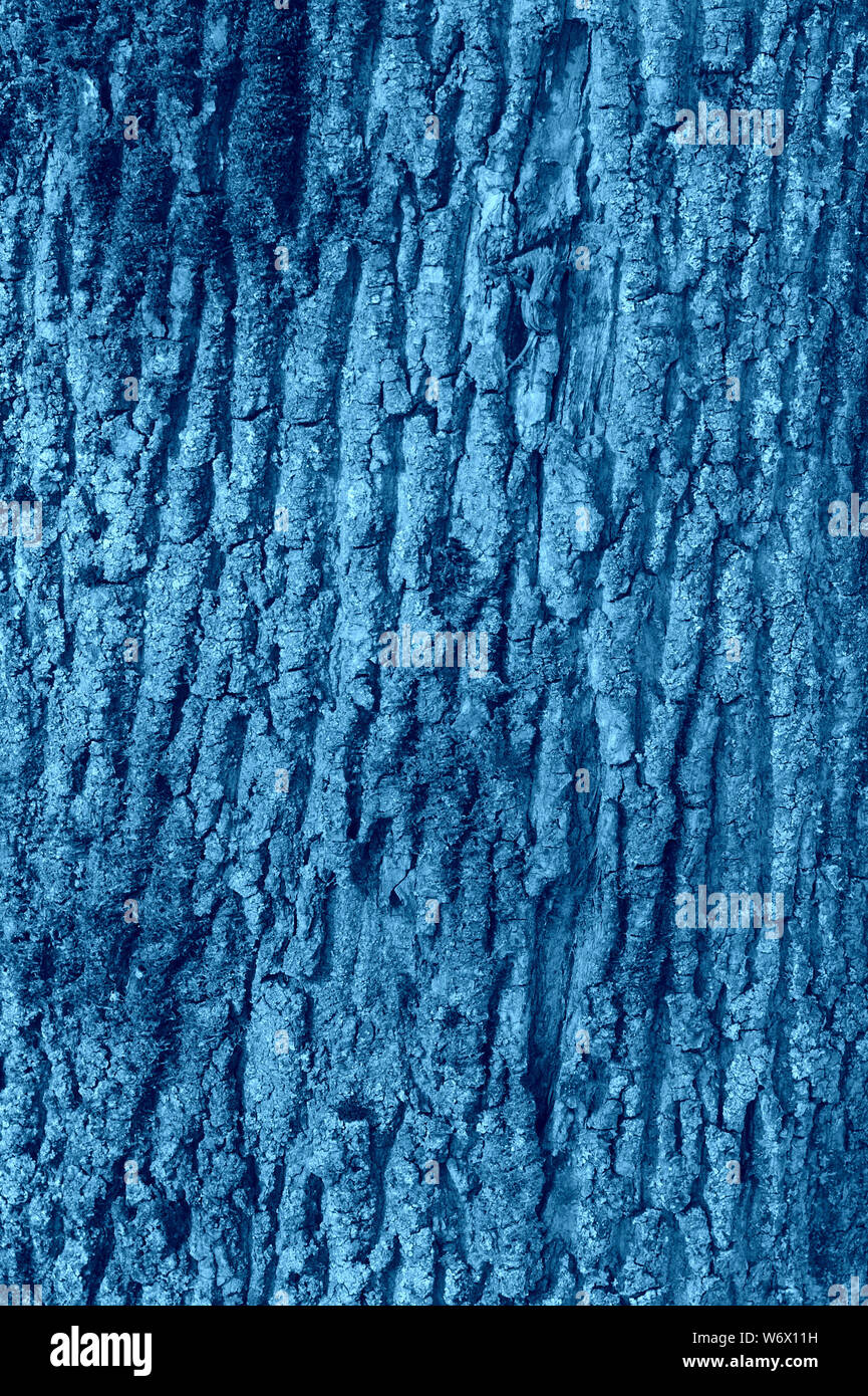 The bark of an old tree covered with a moss close up. Natural abstract ...