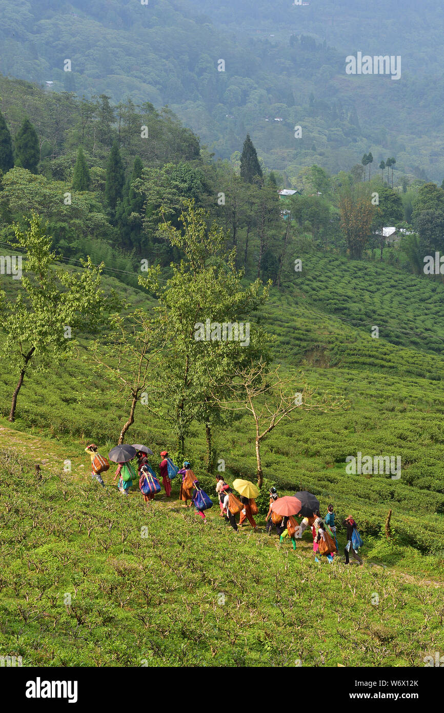 Himalayan landscapes, Jhandi, Kalimpong, West Bengal, India Stock Photo ...