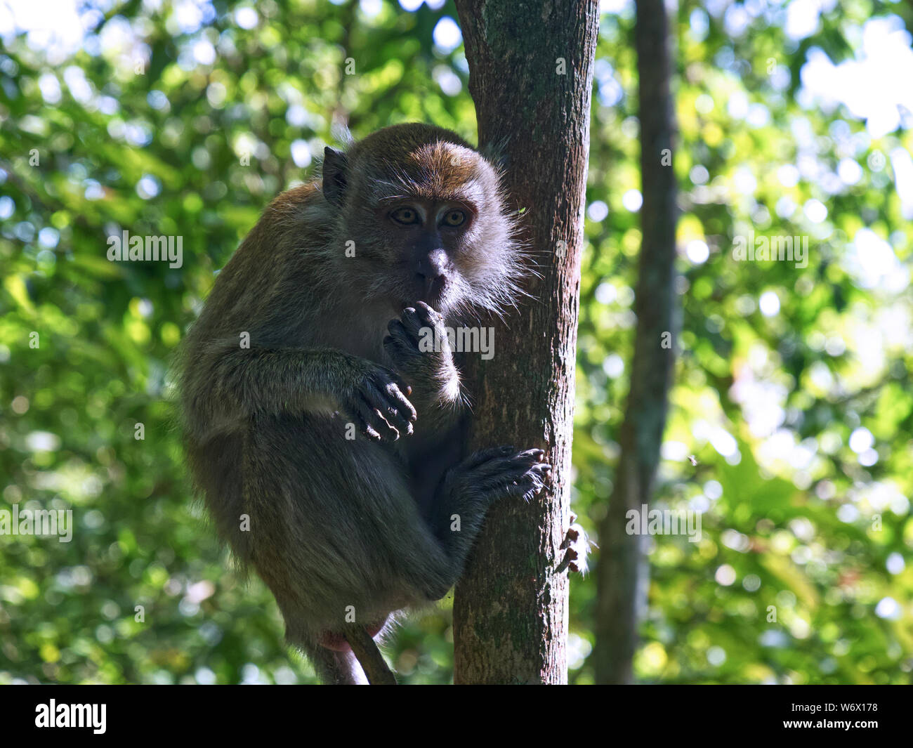 Macaques in the jungle of Penang in Malaysia Stock Photo - Alamy