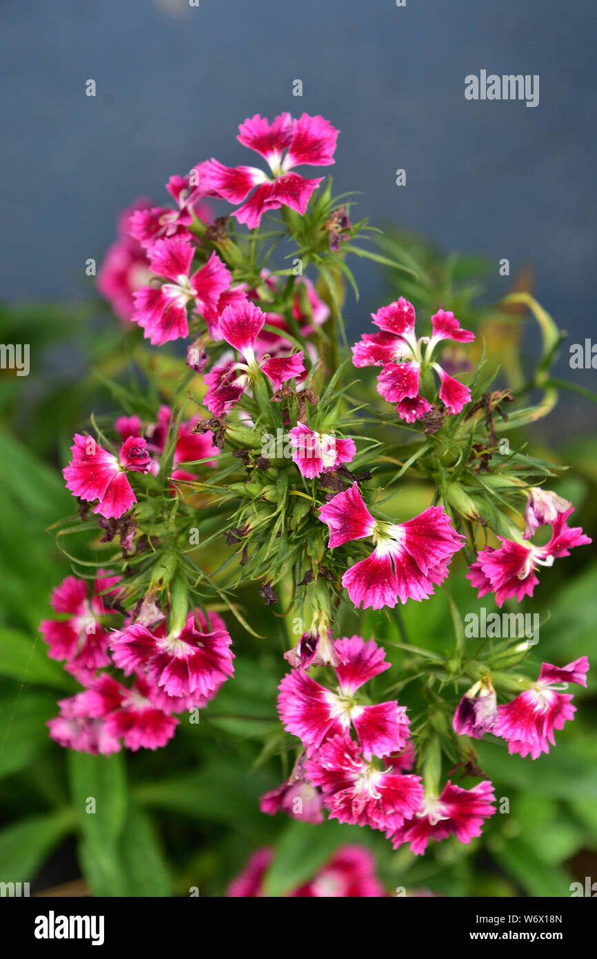 Dooars landscape hi-res stock photography and images - Alamy