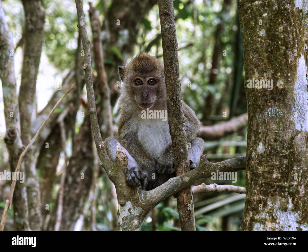Macaques in the jungle of Penang in Malaysia Stock Photo - Alamy
