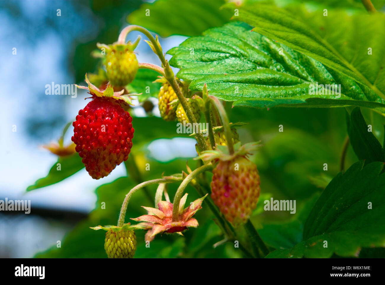 Ripe and unripe strawberry plant hi-res stock photography and images ...