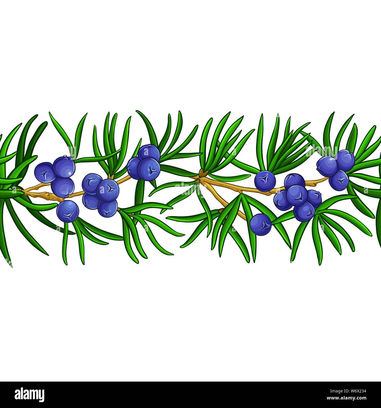 juniper vector pattern on white background Stock Vector Image & Art - Alamy