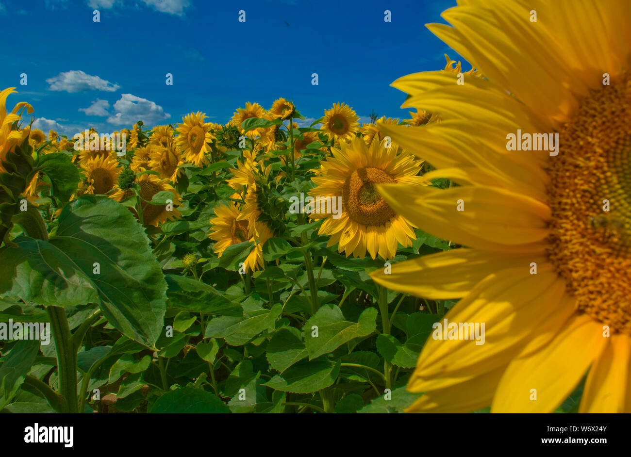 Sunflower field full of blooming sunflowers Stock Photo - Alamy