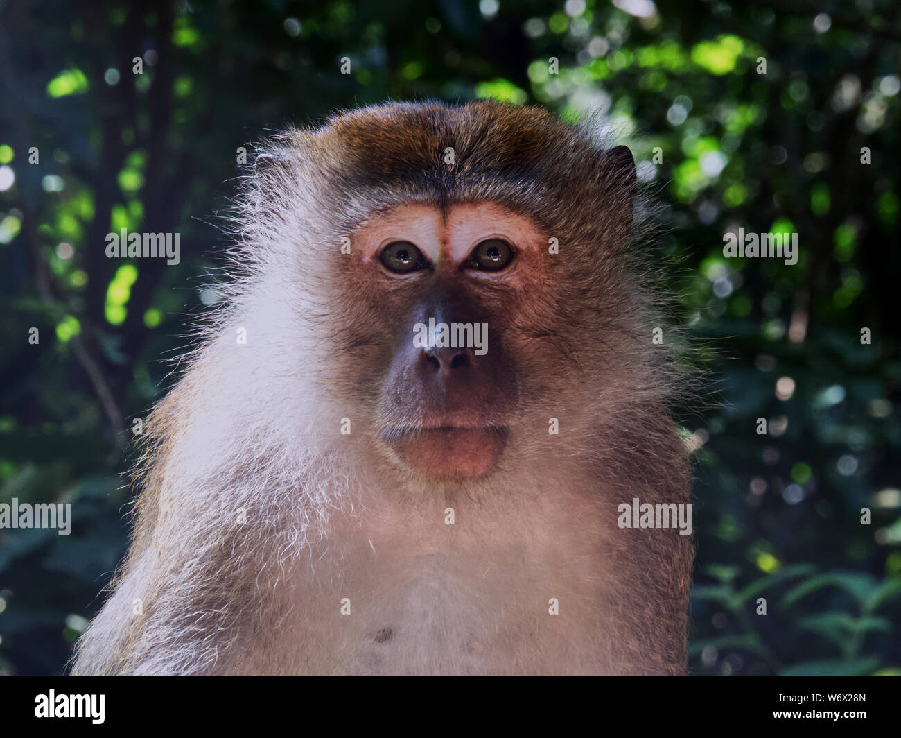 Macaques in the jungle of Penang in Malaysia Stock Photo - Alamy