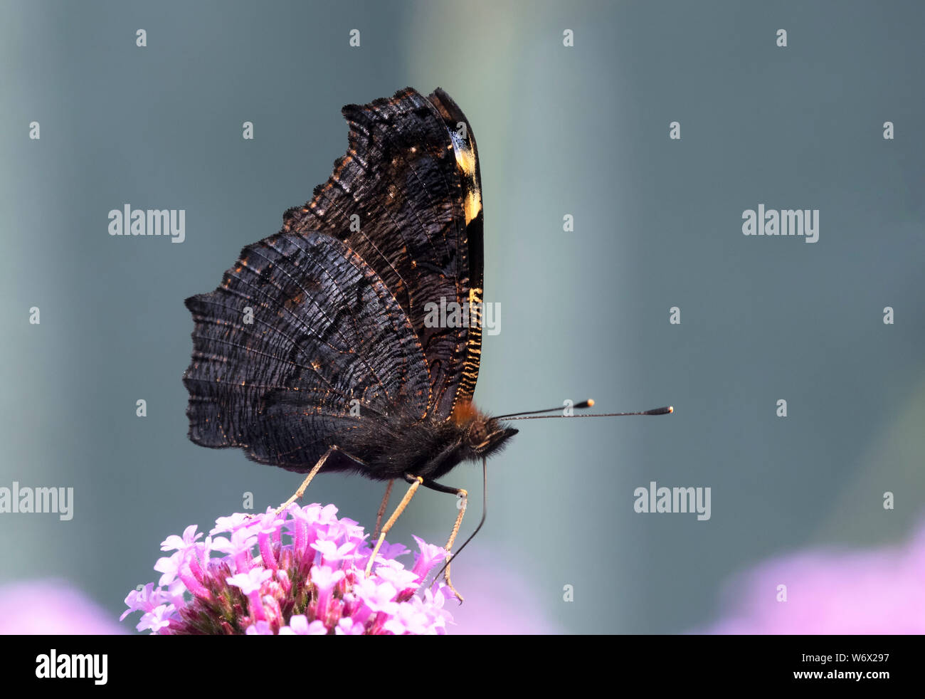 Peacock butterfly showing its underside hi-res stock photography and ...
