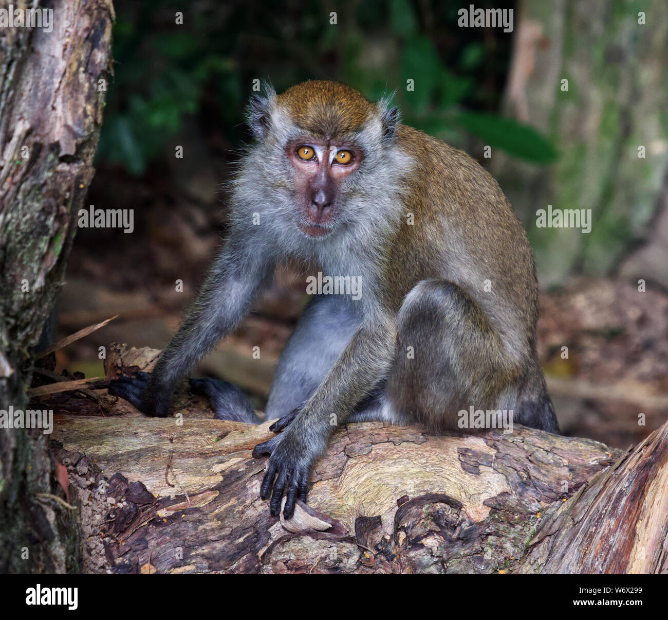 Penang malaysia monkeys hi-res stock photography and images - Alamy
