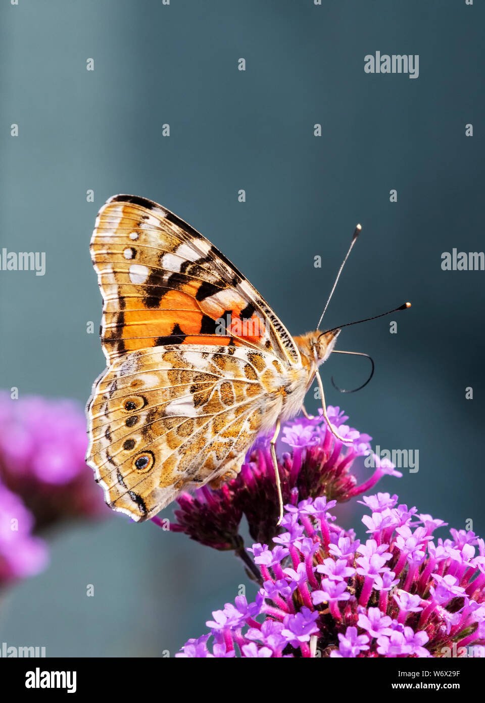 Underside of a Painted Lady butterfly (Vanessa cardui) as it feeds from ...