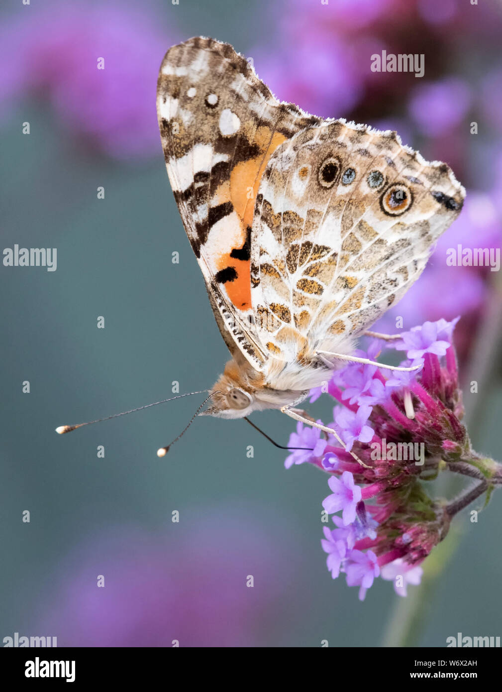 Underside of the wings of a painted lady butterfly hi-res stock ...
