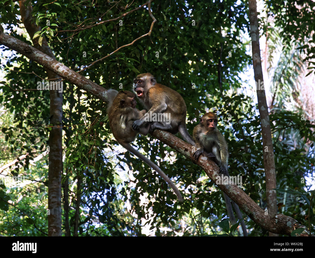 Macaques in the jungle of Penang in Malaysia Stock Photo - Alamy