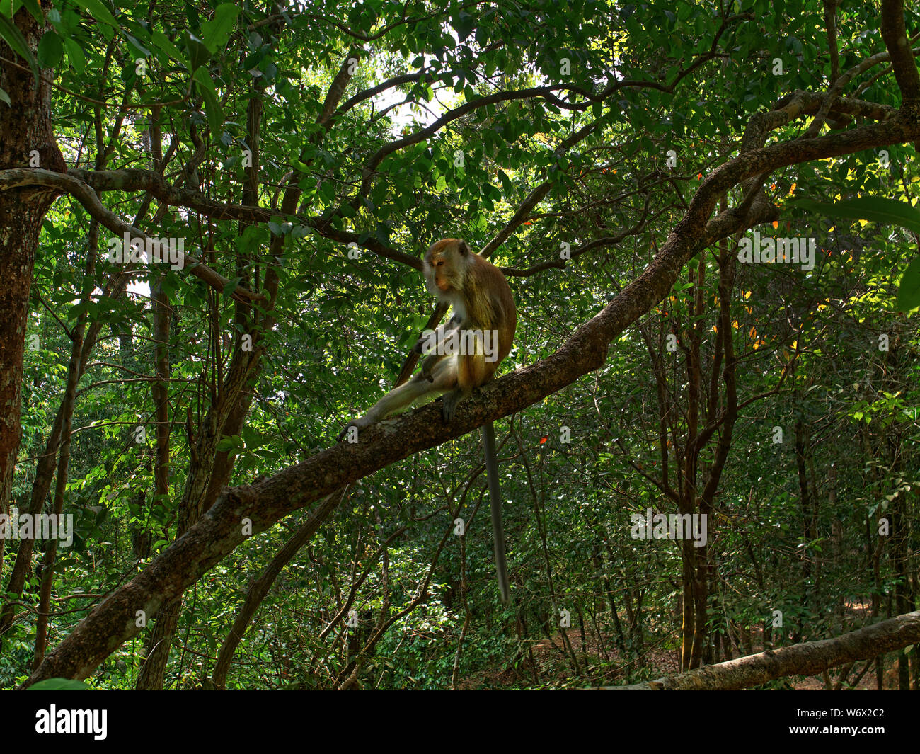 Macaques in the jungle of Penang in Malaysia Stock Photo - Alamy