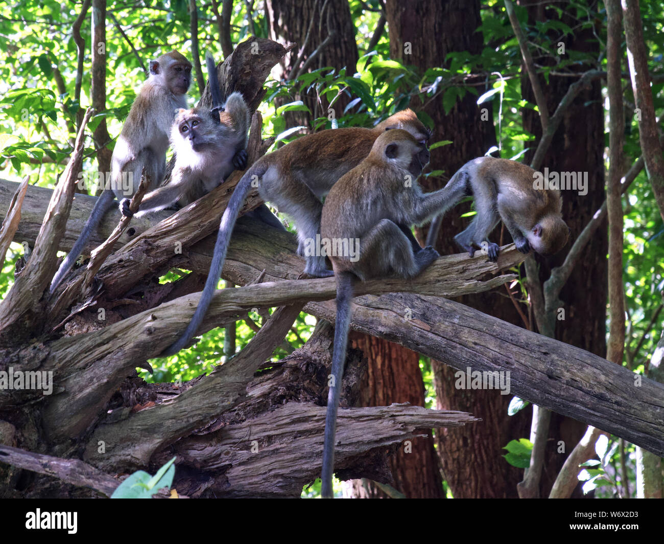 Macaques in the jungle of Penang in Malaysia Stock Photo - Alamy