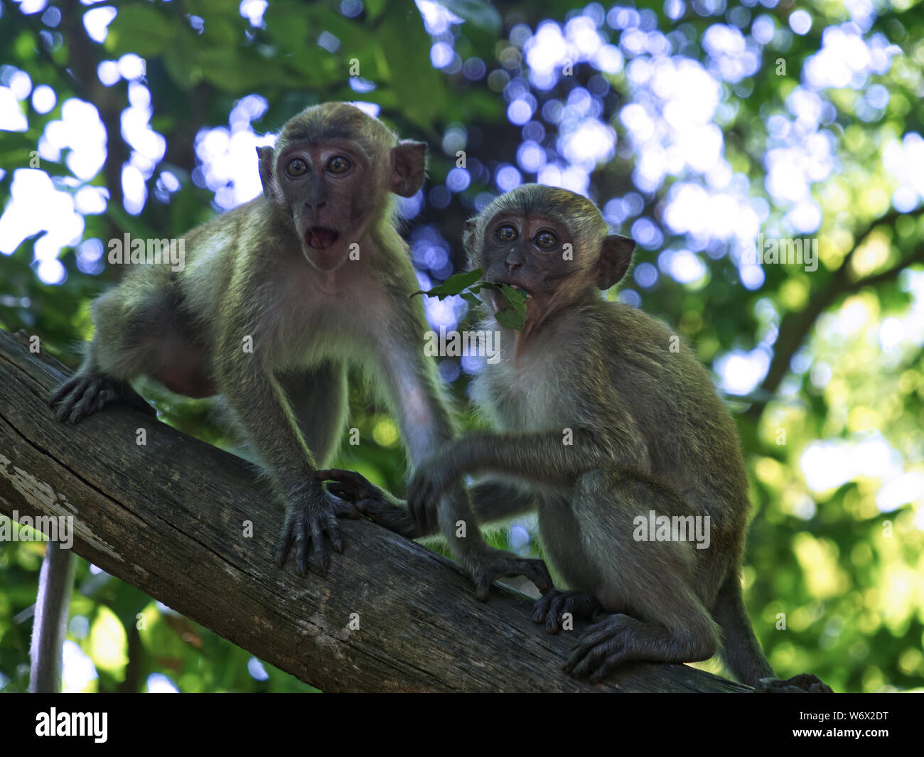 Macaques in the jungle of Penang in Malaysia Stock Photo - Alamy